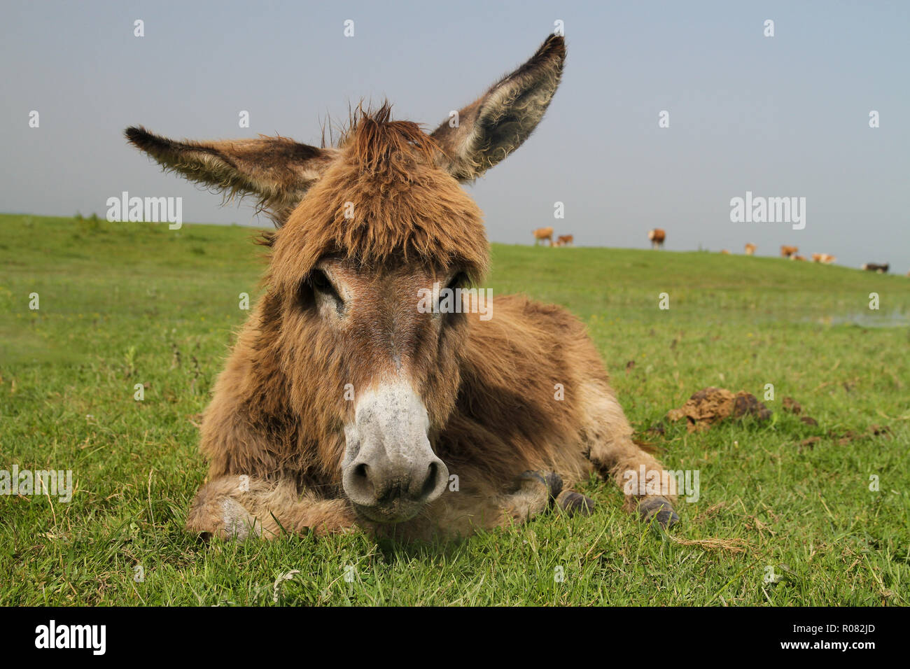 Laying donkey in a Field Stock Photo - Alamy