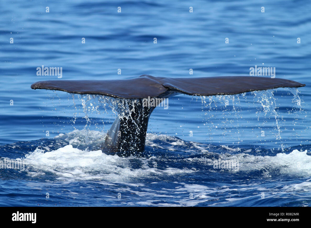 Sperm whale diving and splashing with tail Stock Photo - Alamy