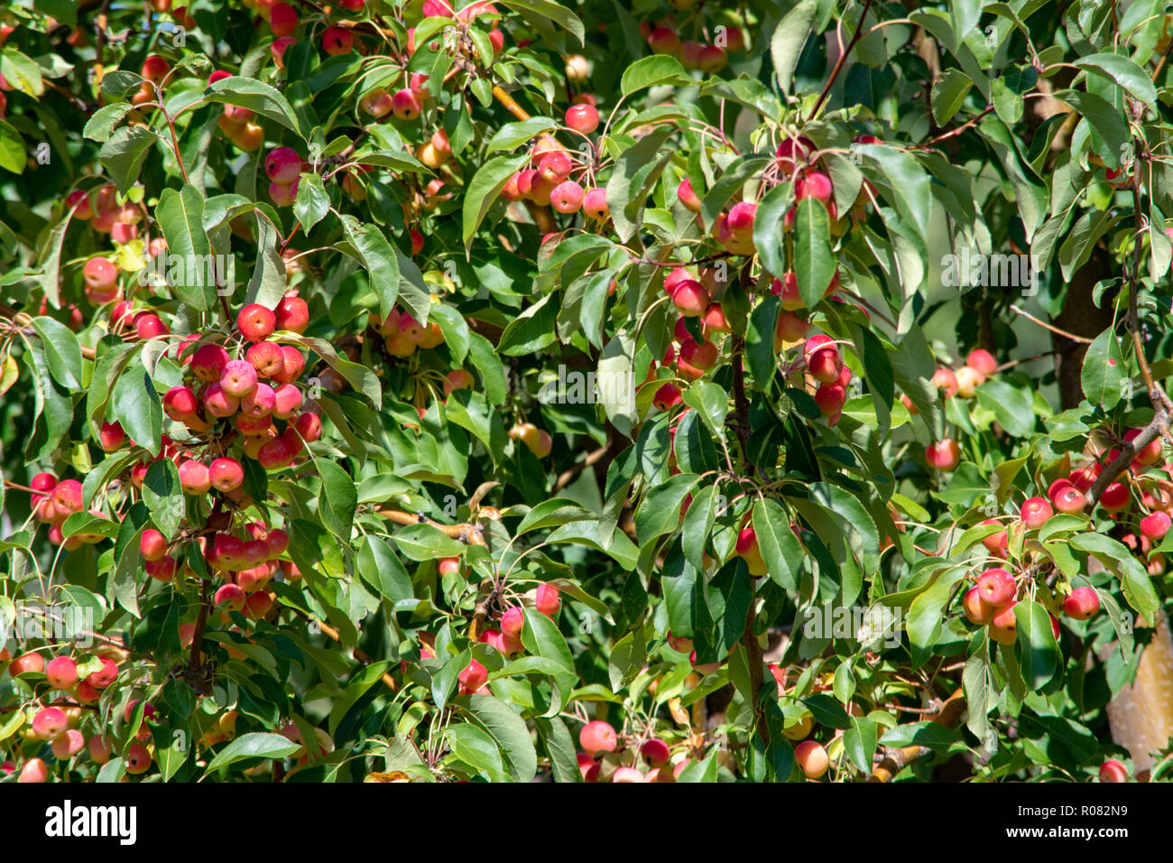 Miniature apples hi-res stock photography and images - Alamy