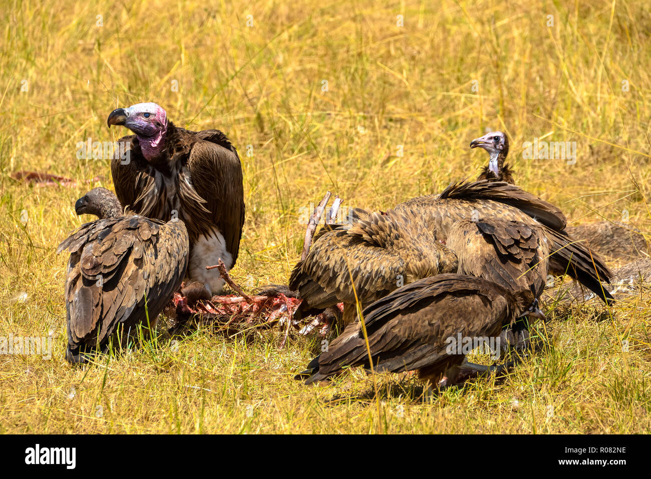 Dead bird carcass hi-res stock photography and images - Alamy