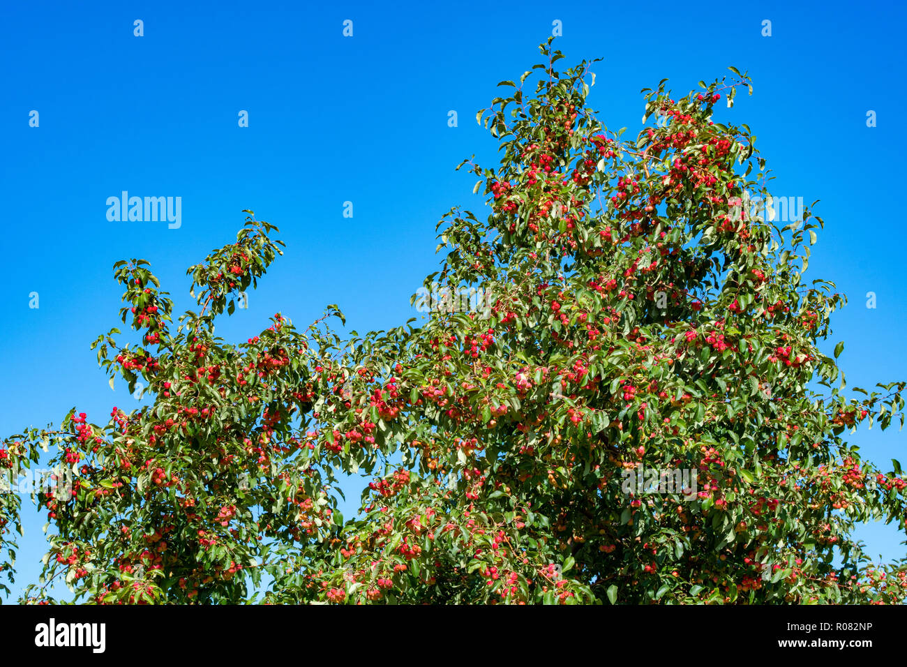 Miniature apples hi-res stock photography and images - Alamy