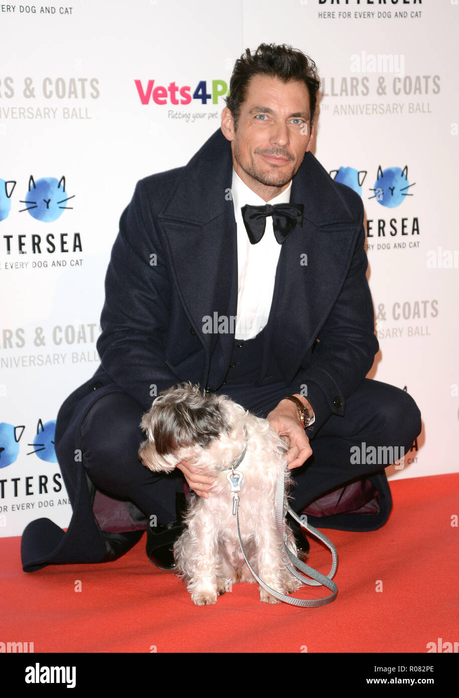 David Gandy And Dog