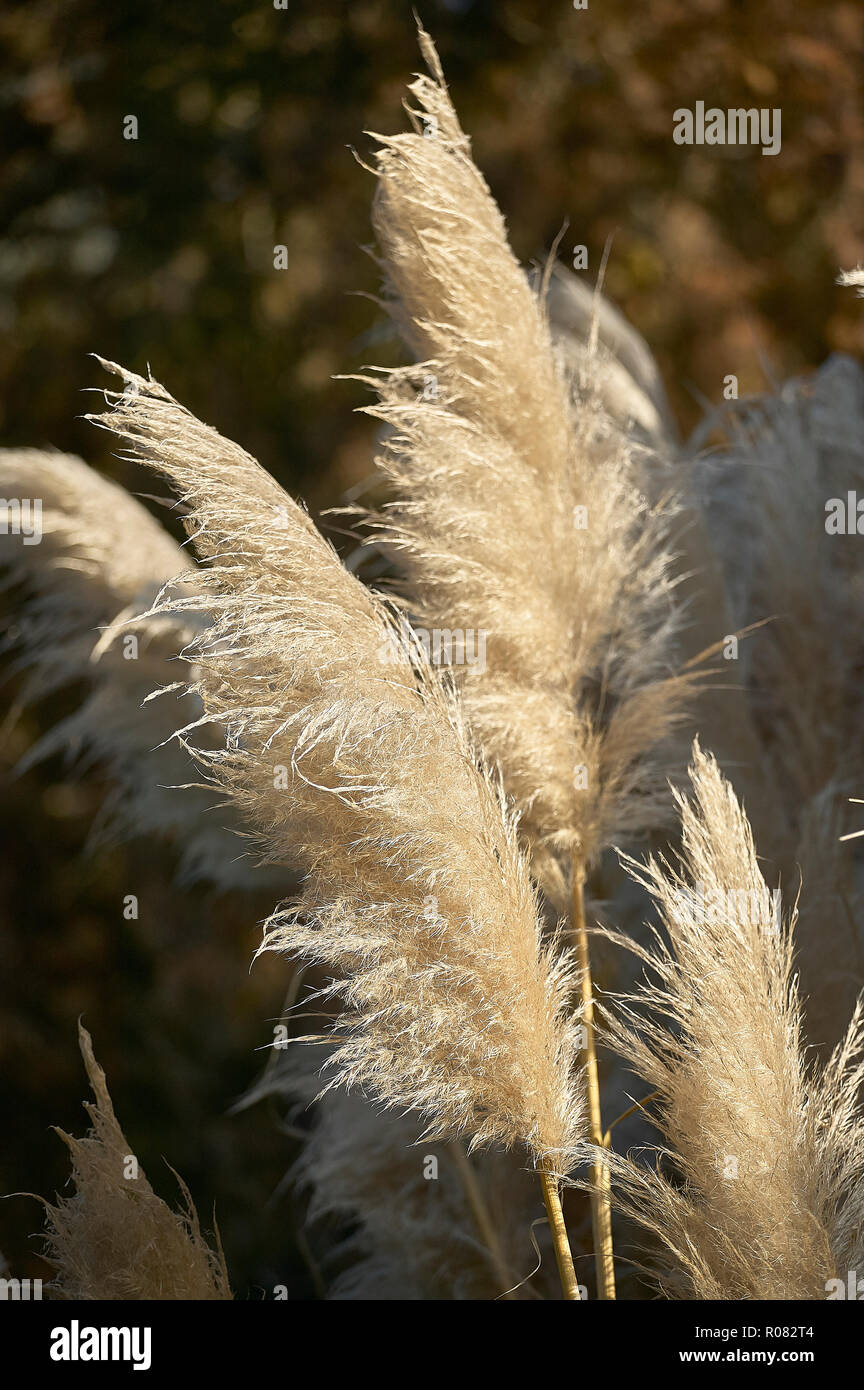 Detail of the plant's feather the pampas grass Stock Photo - Alamy