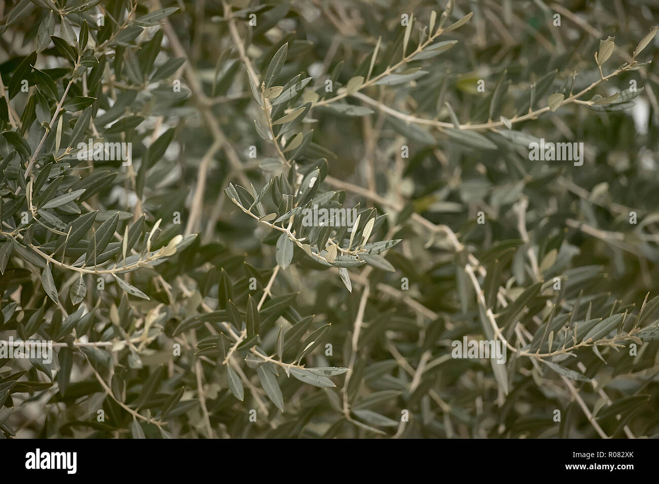 Detail of some branches and leaves of the olive tree plant Stock Photo ...