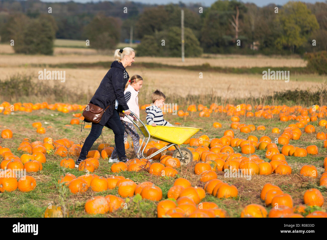 Pick your own pumpkins hi-res stock photography and images - Alamy