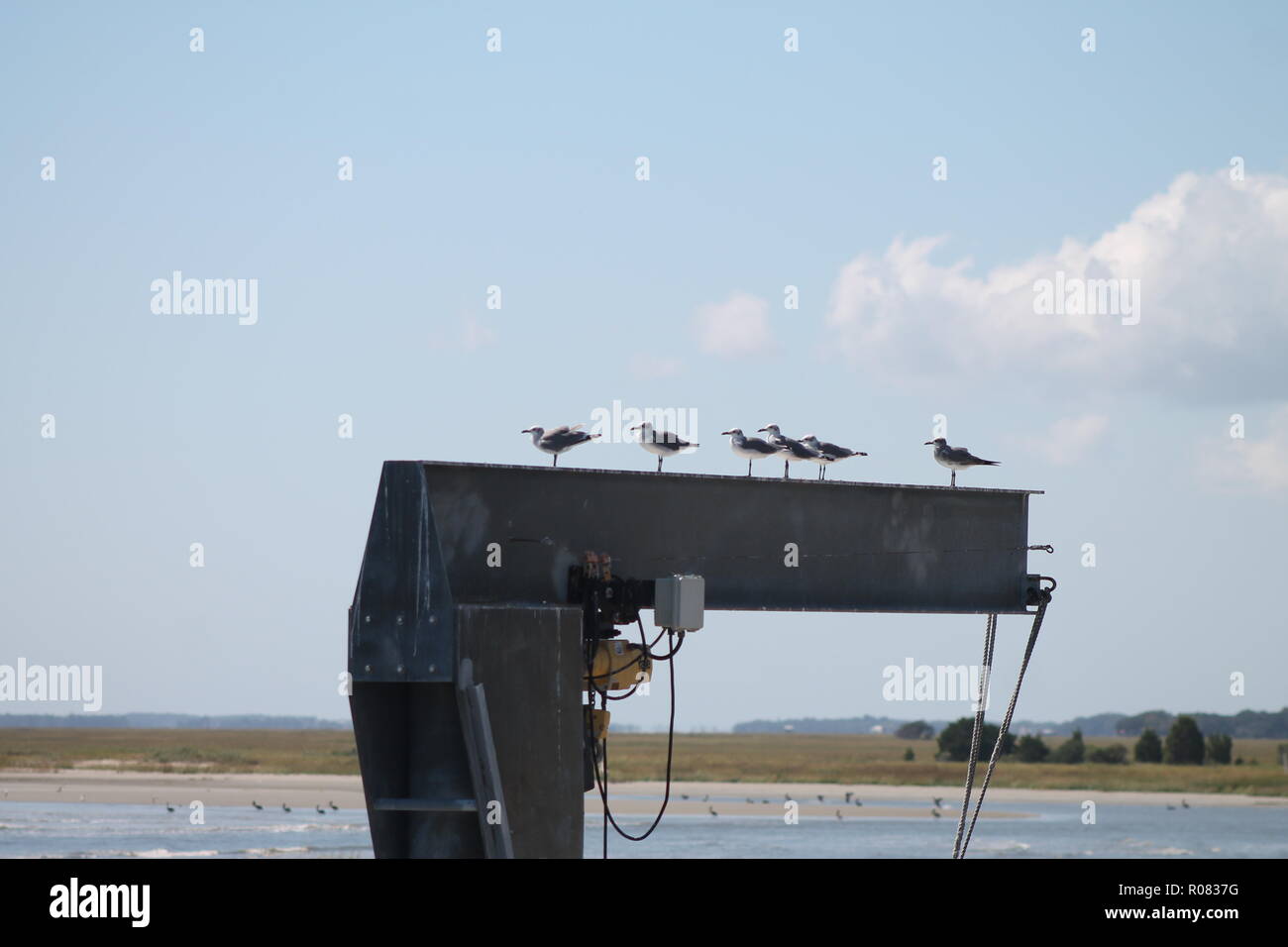 Birds of the open sea hi-res stock photography and images - Alamy