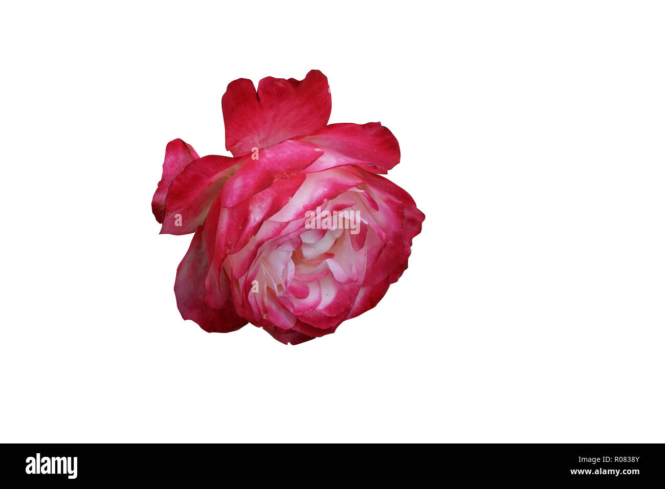 Two-tone rose delicate shades on a white isolated background Stock ...