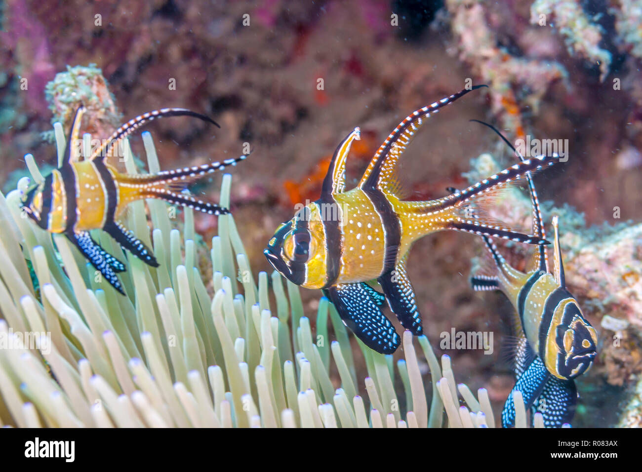 Tropical cardinalfish hi-res stock photography and images - Alamy