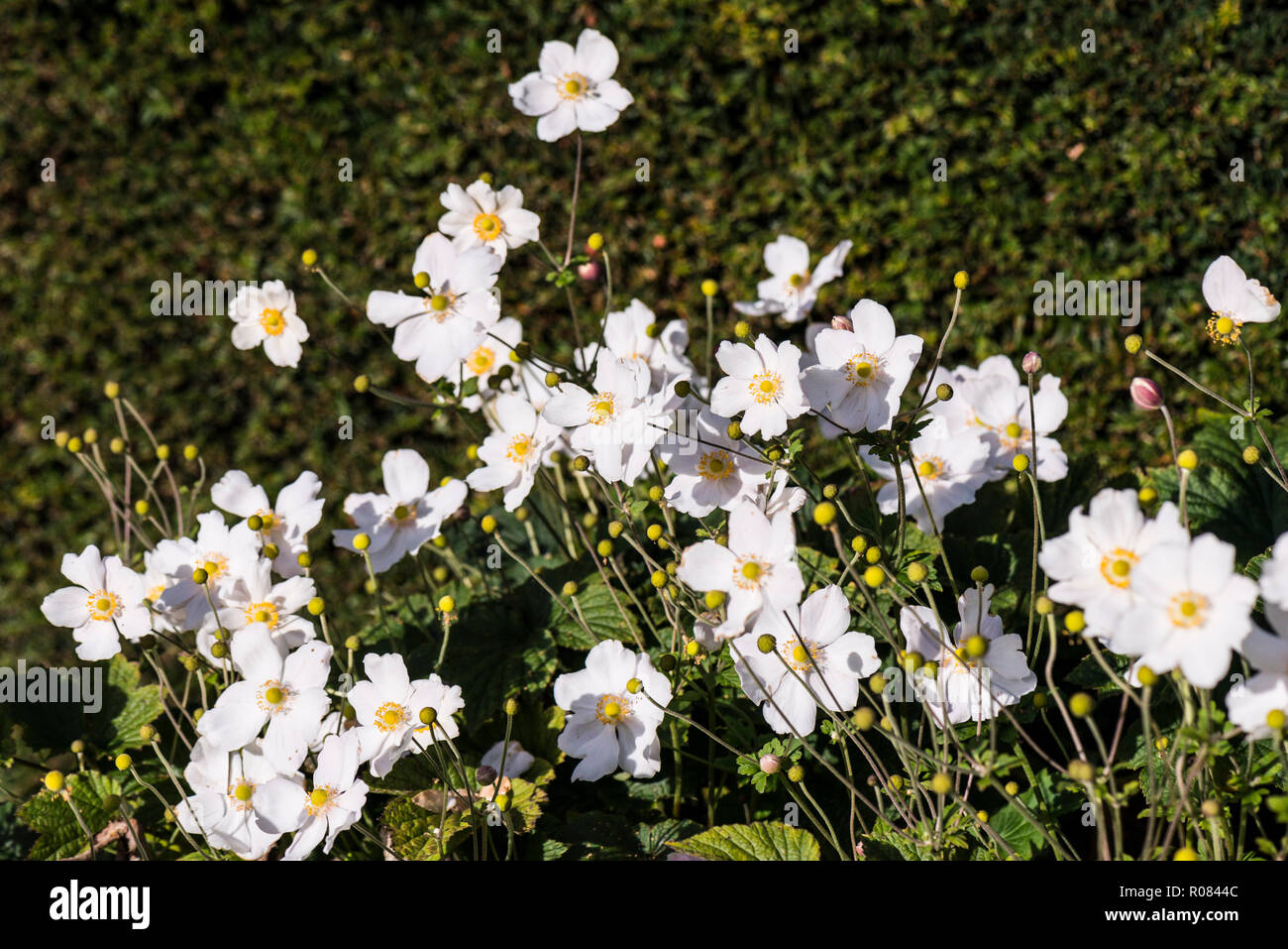 Japanese anemones (Anemone × hybrida Stock Photo - Alamy
