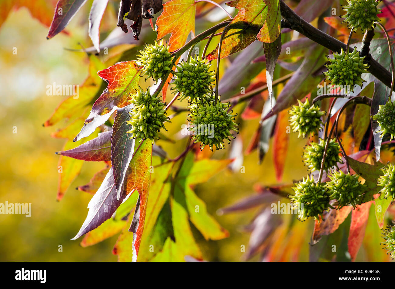 Star shaped leaves hi-res stock photography and images - Alamy
