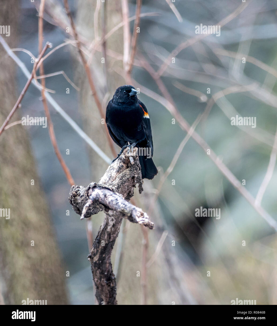 Family of icteridae hi-res stock photography and images - Alamy