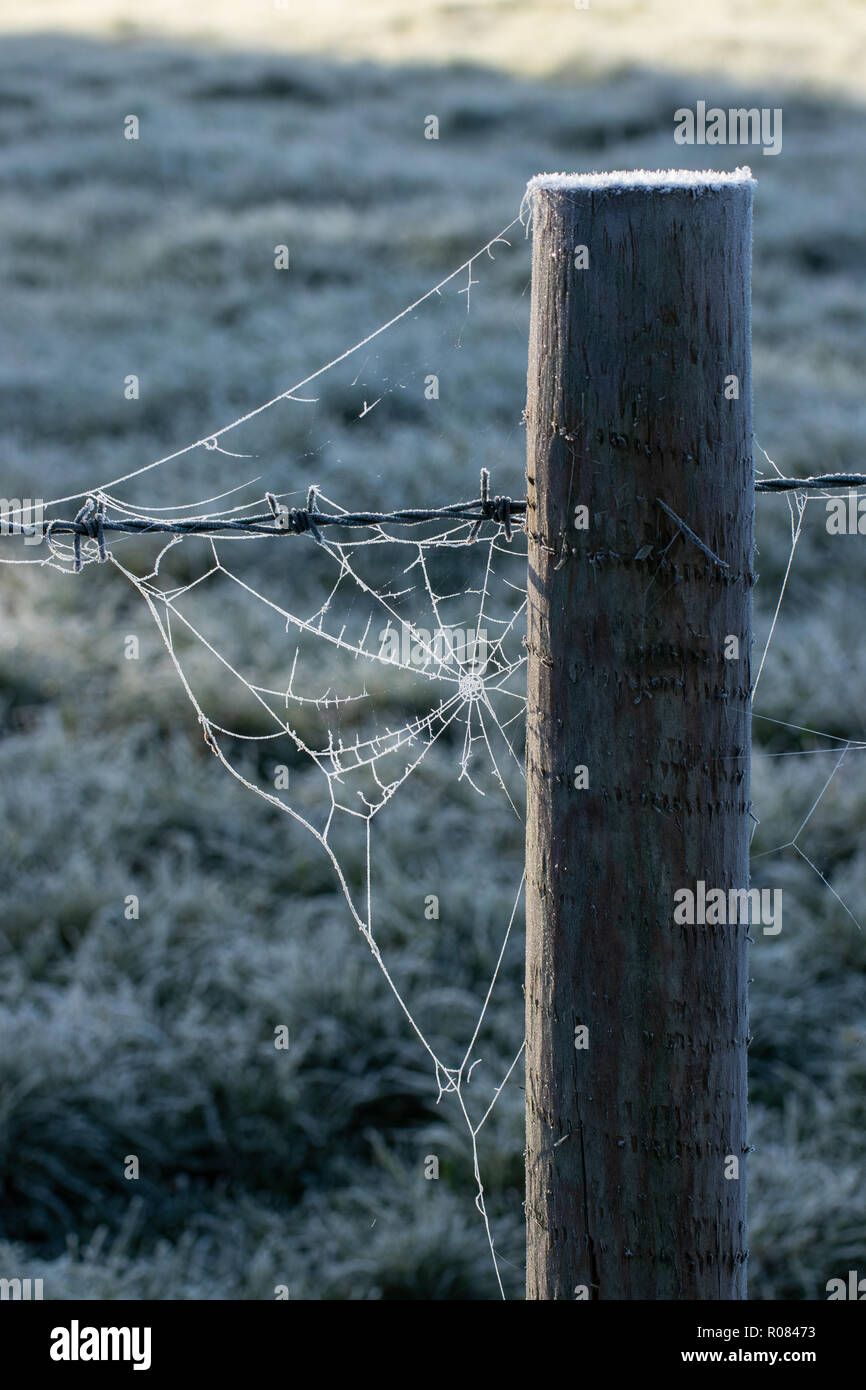 Fence post with frosty cobweb Stock Photo - Alamy