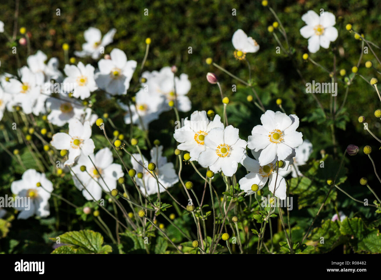 Japanese anemones (Anemone × hybrida Stock Photo - Alamy