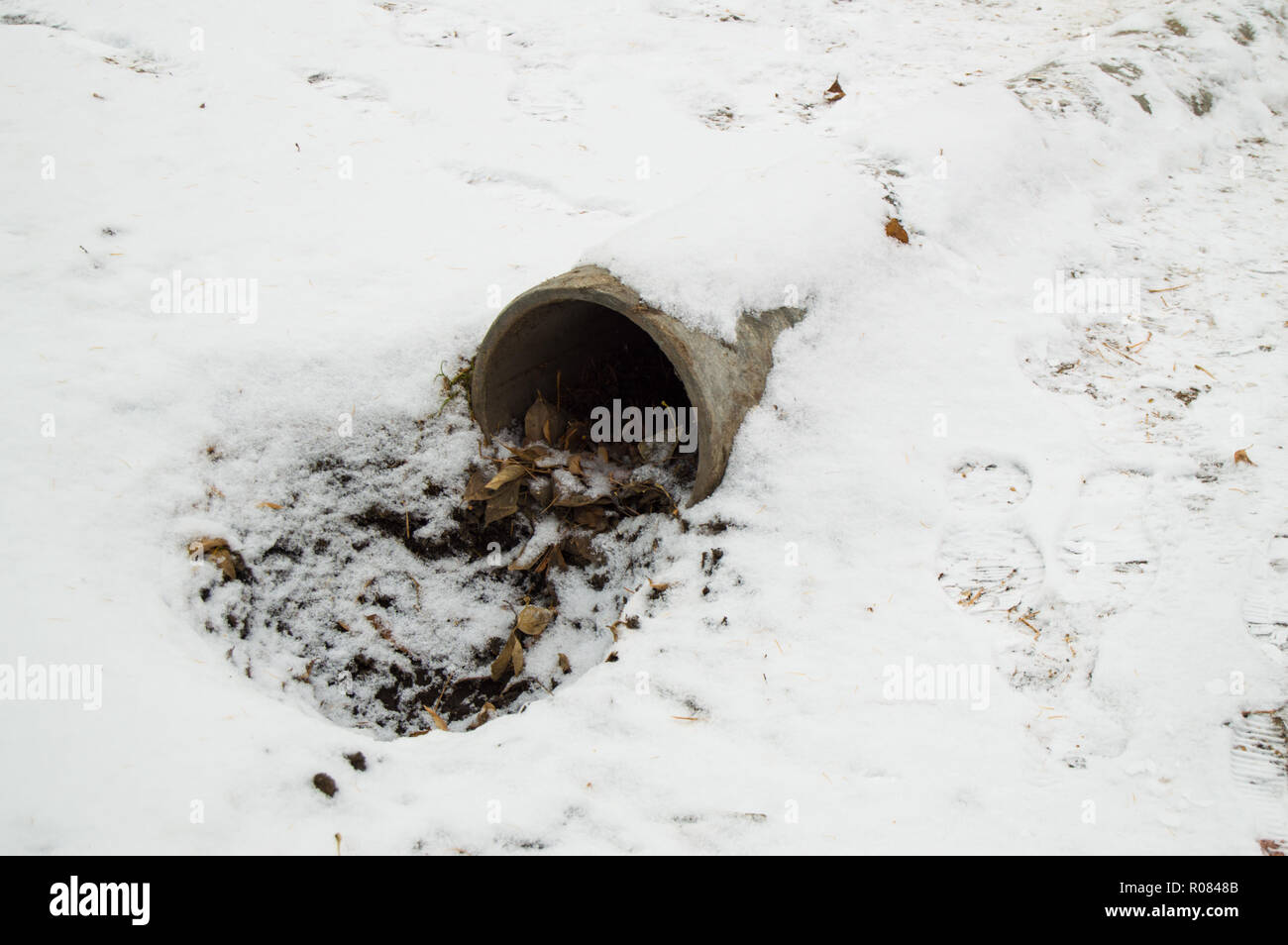 Cement sewer drain pipe, a hole with leaves and dirt, covered with the ...