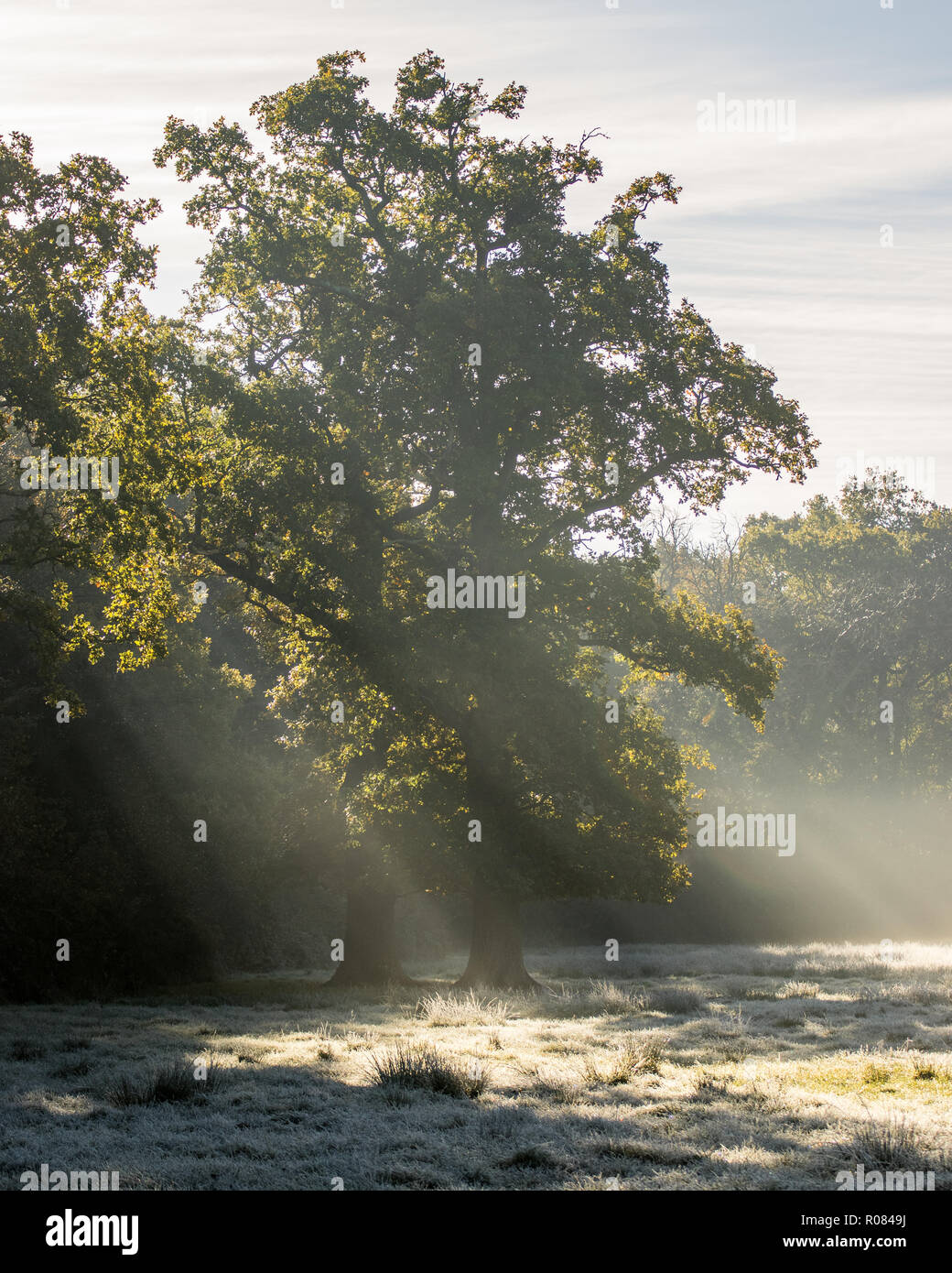 Light rays through tree hi-res stock photography and images - Alamy