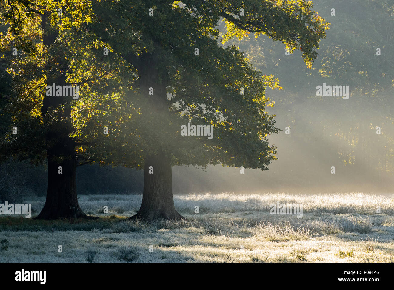 Light rays through tree hi-res stock photography and images - Alamy
