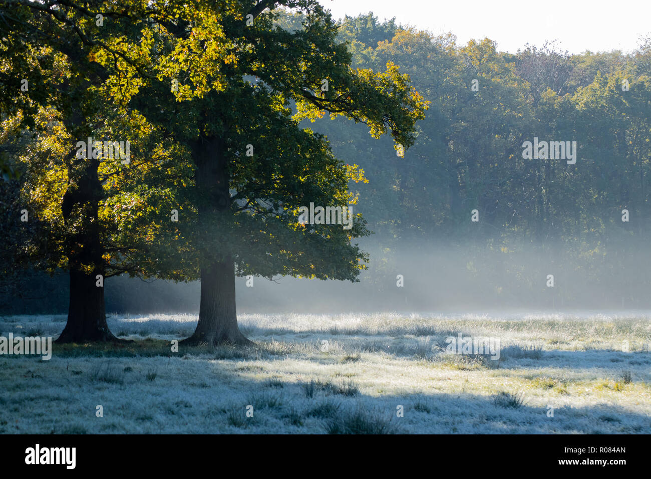 Light rays through tree hi-res stock photography and images - Alamy