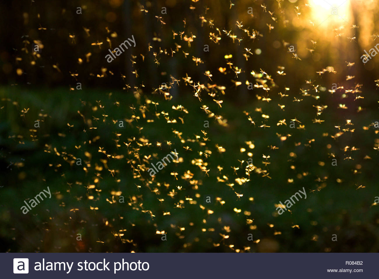 Swarm Of Flies Stock Photos & Swarm Of Flies Stock Images - Alamy