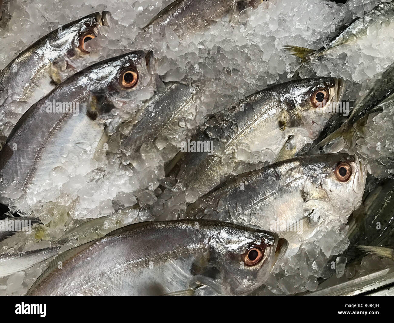 False Trevallies fish with ice in fresh market Stock Photo - Alamy
