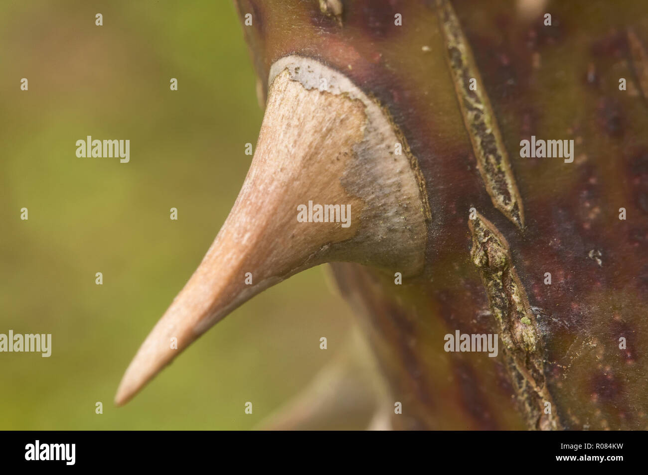 Super magnification of the detail of the spine of a rose, still ...