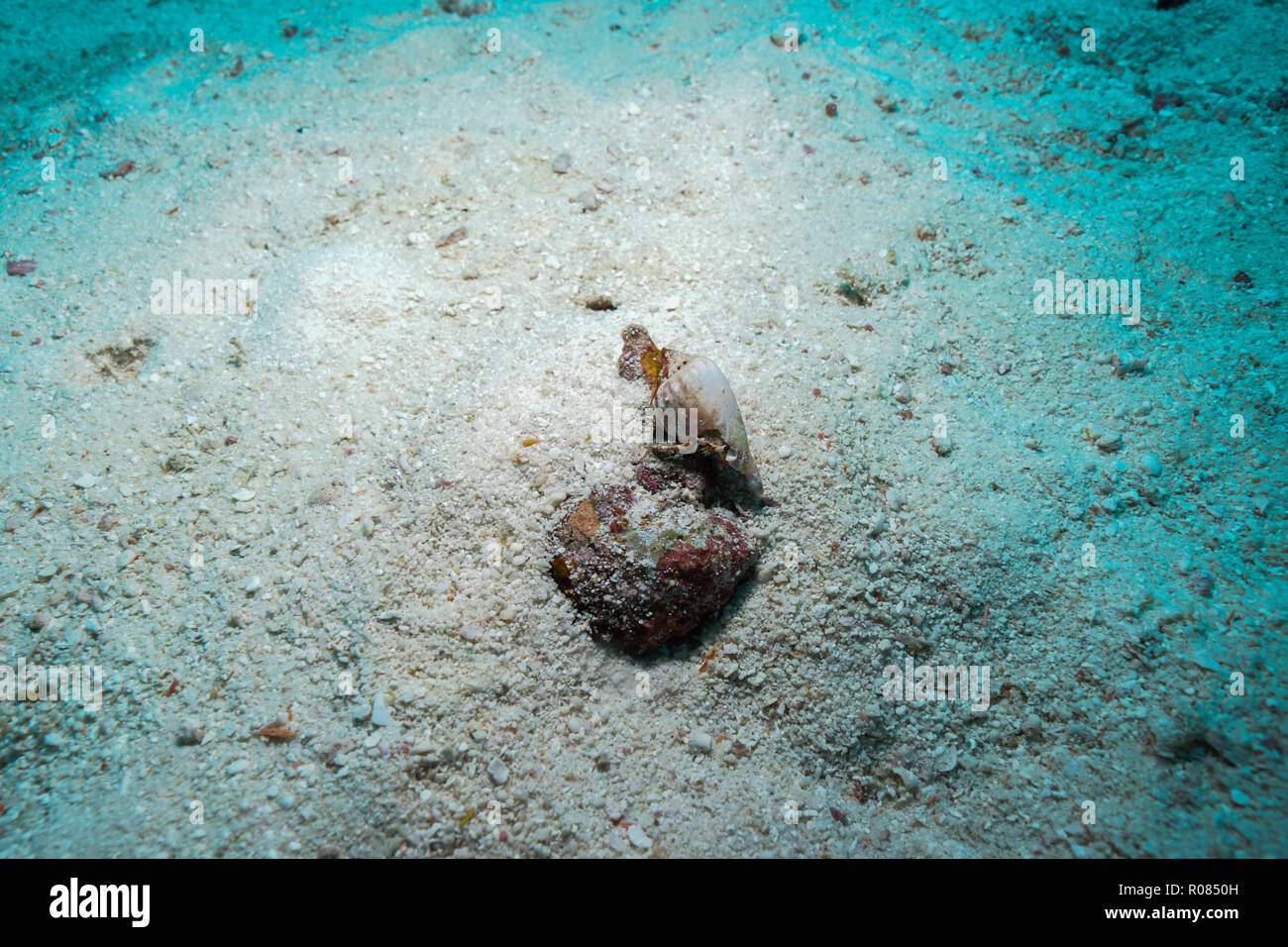 Tiny crab in a shell Maldives Stock Photo - Alamy