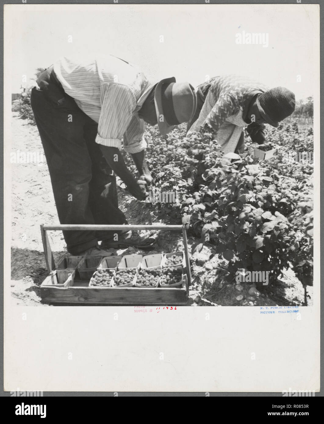phot from the great depression in america around the 1930s Stock Photo ...
