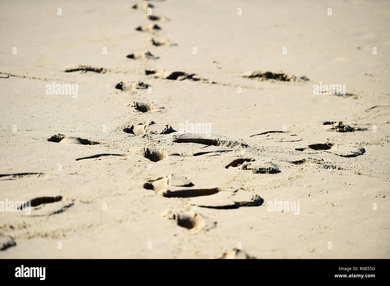 Detail shot with man footprints in the sand on a beach Stock Photo - Alamy