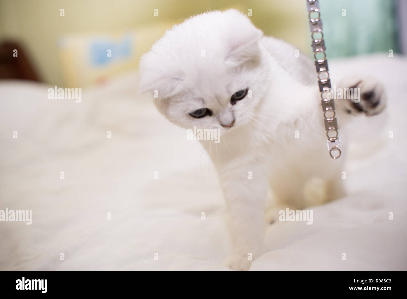 Beautiful young cat, breed Scottish chinchilla straight Stock Photo - Alamy