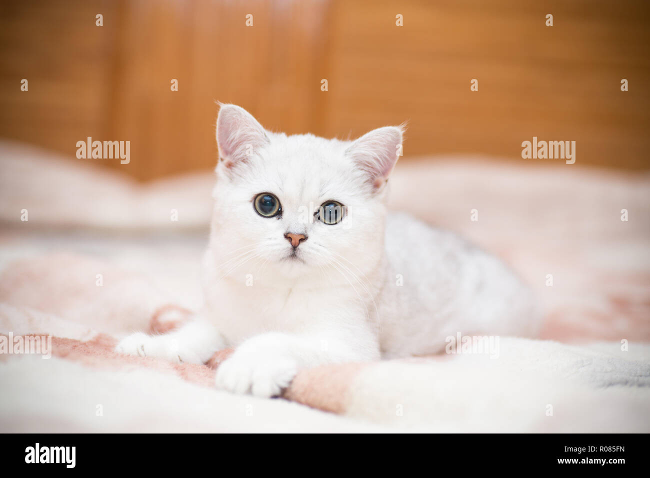 Beautiful young cat, breed Scottish chinchilla straight Stock Photo - Alamy