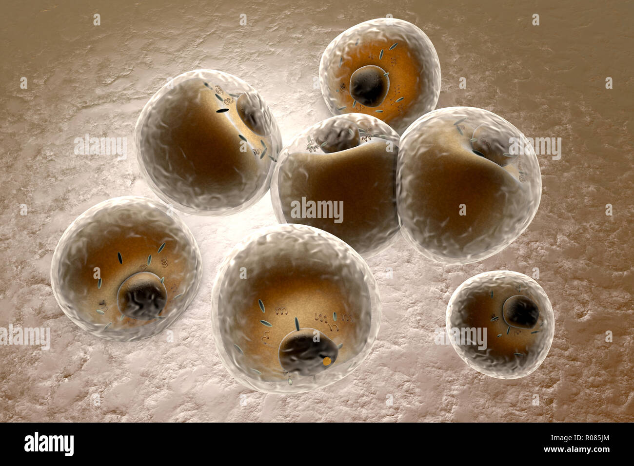 Fat cells in the human body. 3d rendered Illustration Stock Photo - Alamy