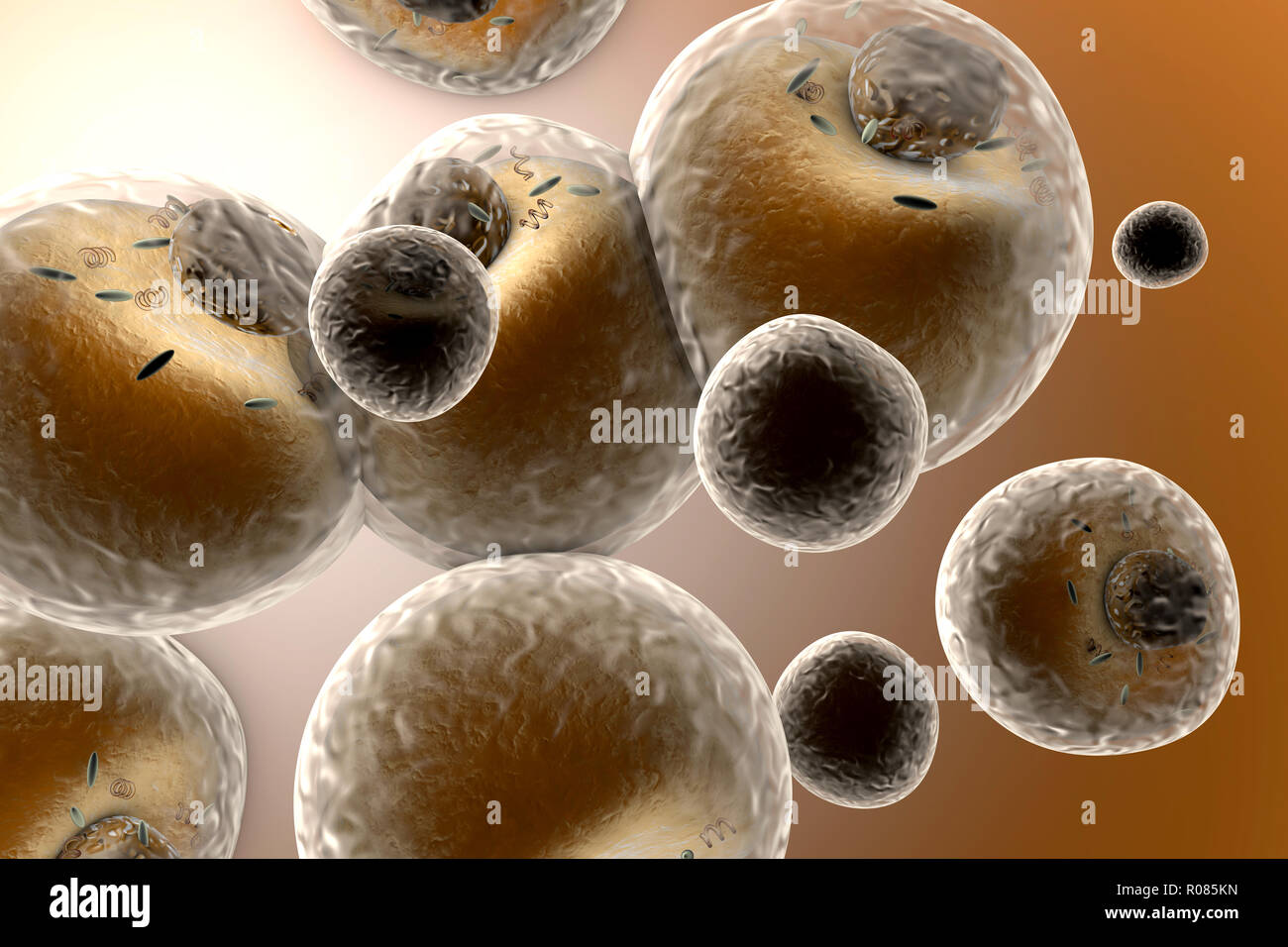 Fat cells hi-res stock photography and images - Alamy