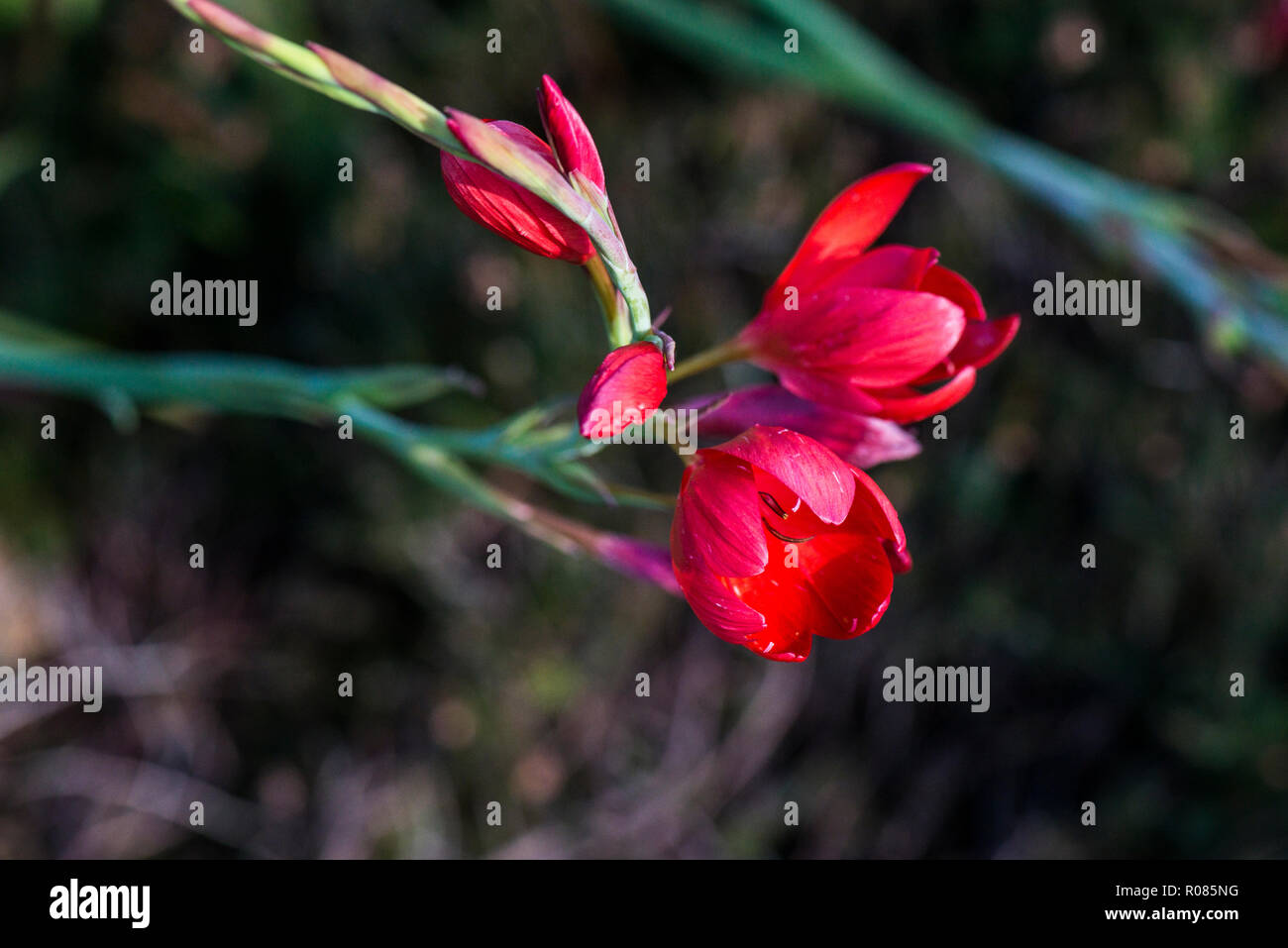 The flowers of a crimson flag lily 'Major' (Hesperantha coccinea 'Major ...