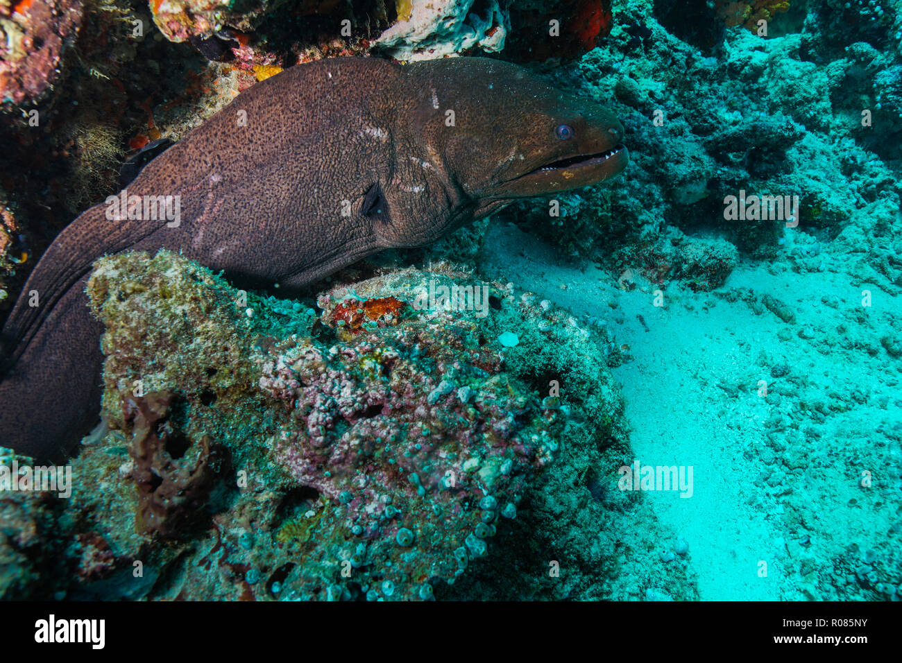 Moray Eel at the Maldives Stock Photo - Alamy