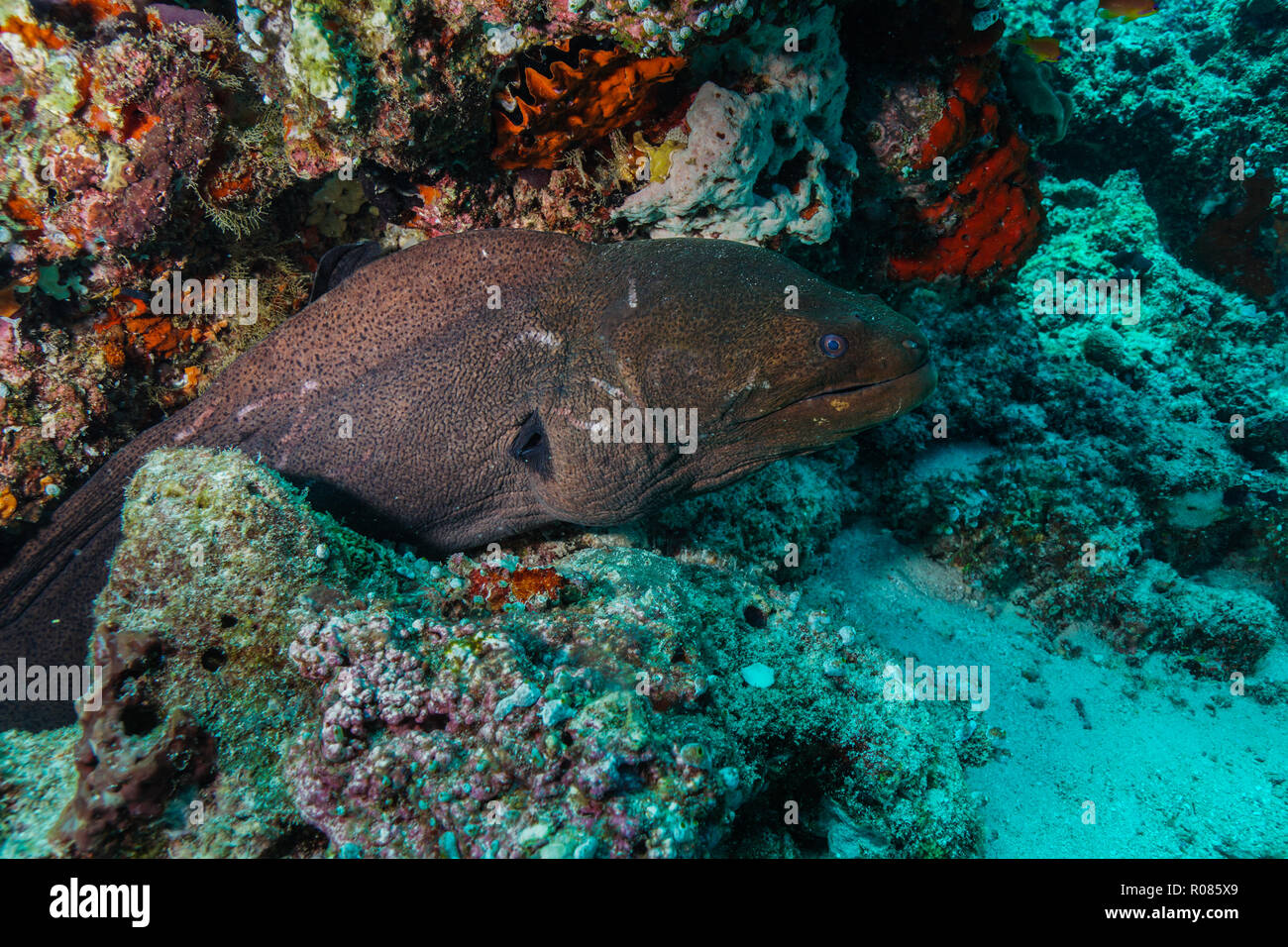 Moray Eel at the Maldives Stock Photo - Alamy