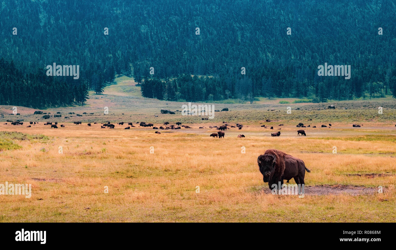 Bison scene hi-res stock photography and images - Alamy