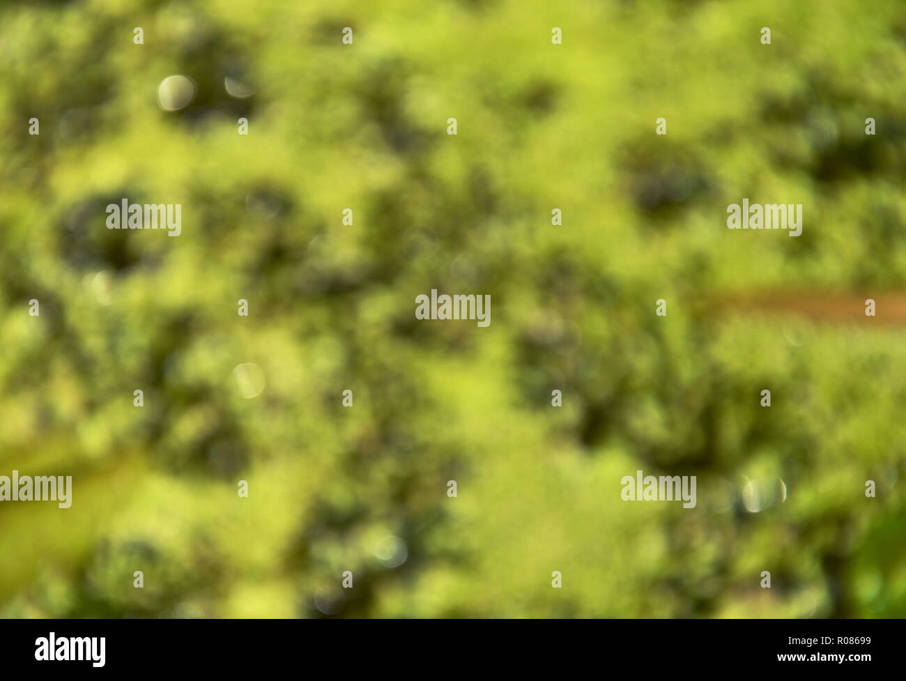 blurry green weed background on water Stock Photo - Alamy