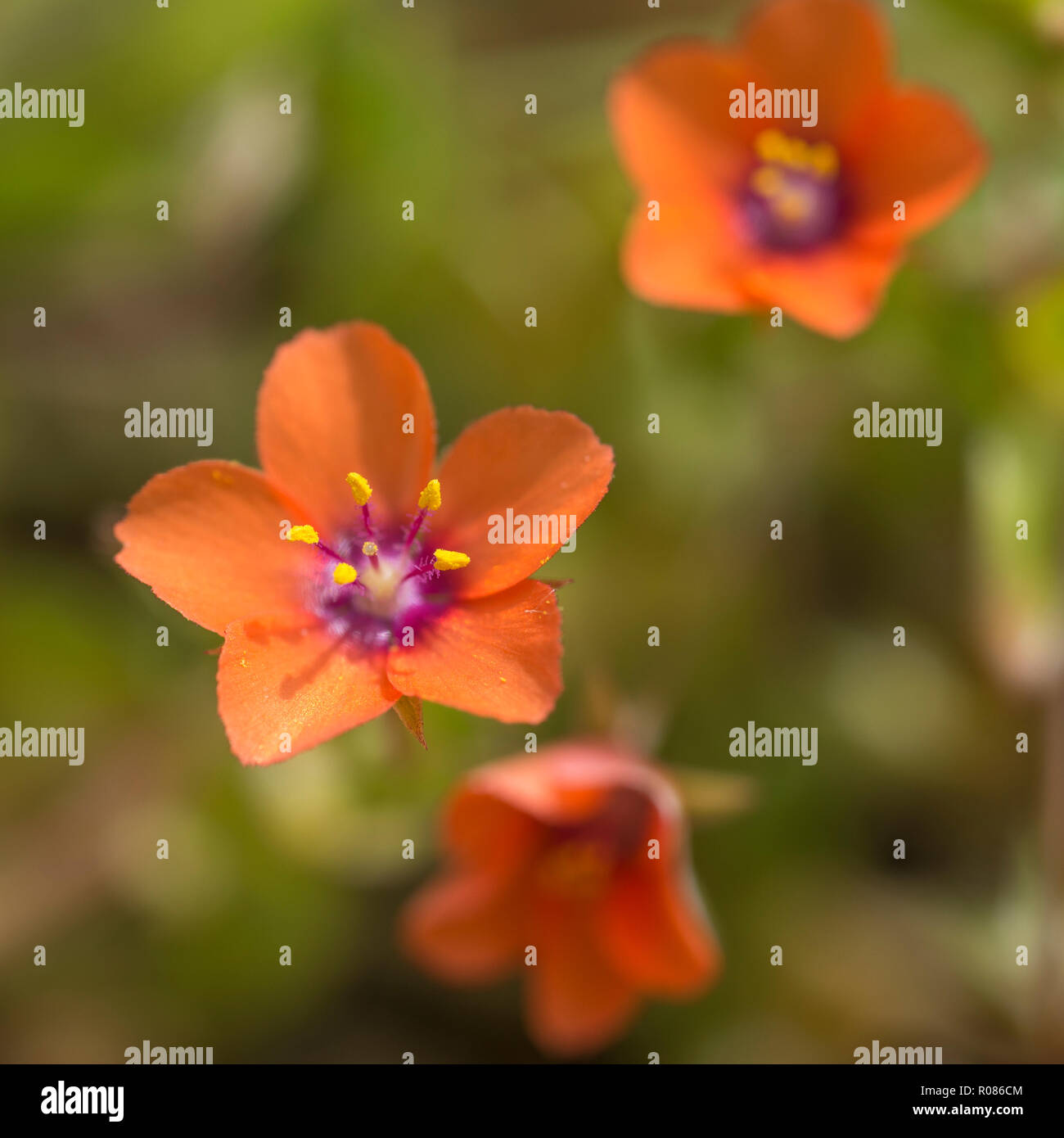 Drchnicka rolna ohniva hi-res stock photography and images - Alamy