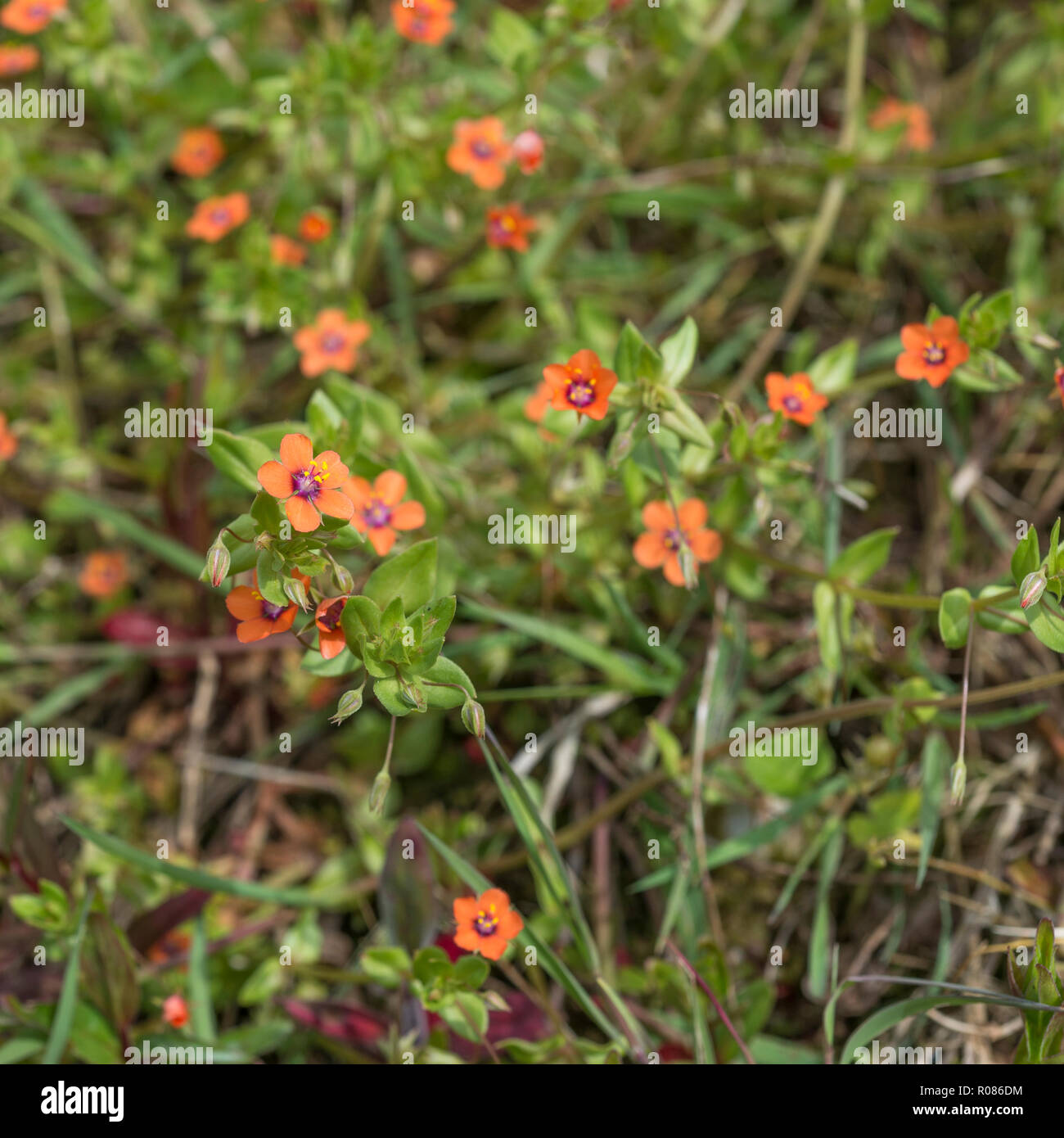 Scarlet flowers of Scarlet Pimpernel / Anagallis arvensis in a sunny ...