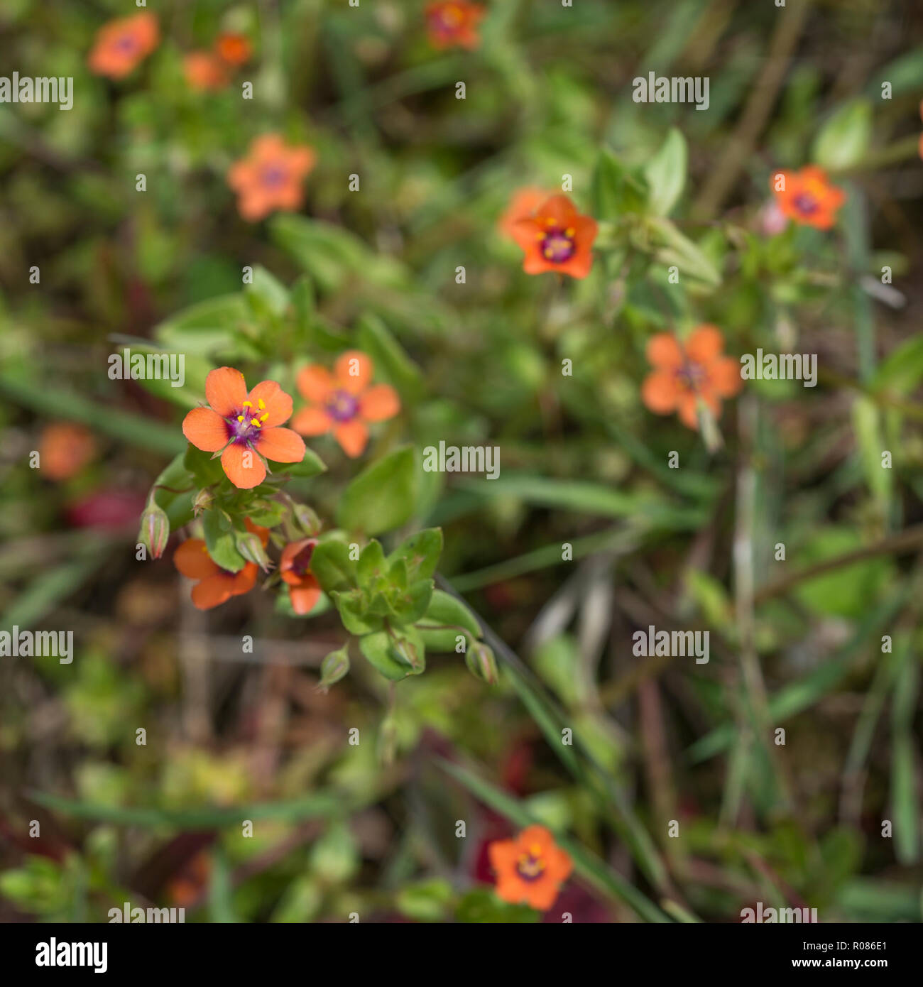 Scarlet flowers of Scarlet Pimpernel / Anagallis arvensis in a sunny ...