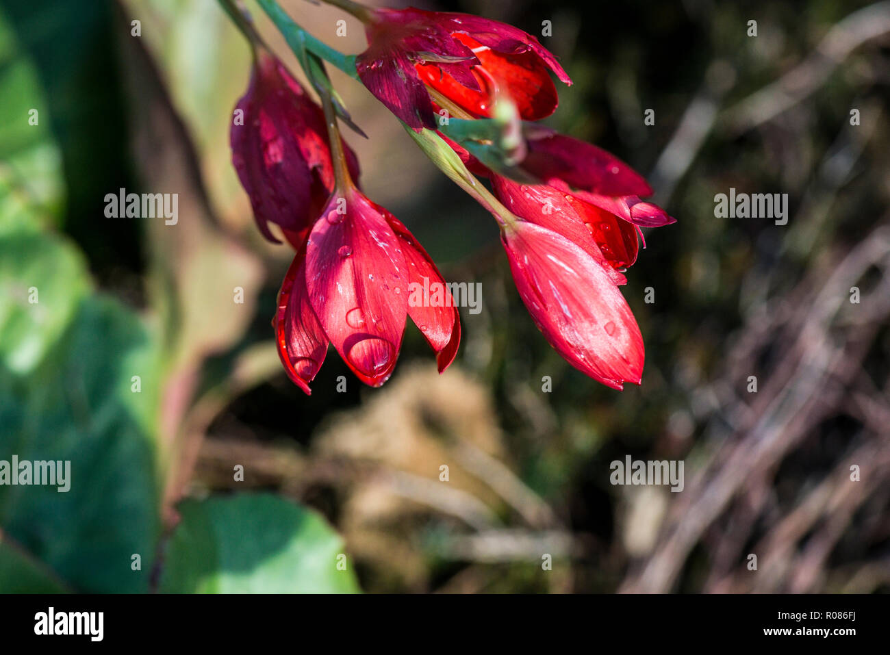 Rain drops on the petals of a crimson flag lily 'Major' (Hesperantha ...