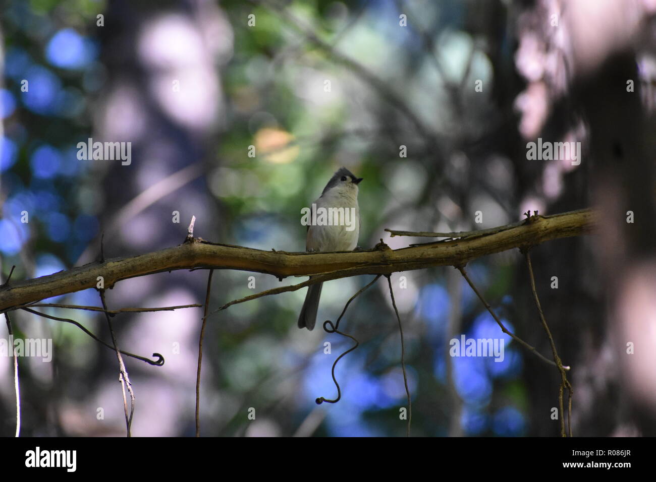 Titmouse bird songbird birds hi-res stock photography and images - Alamy