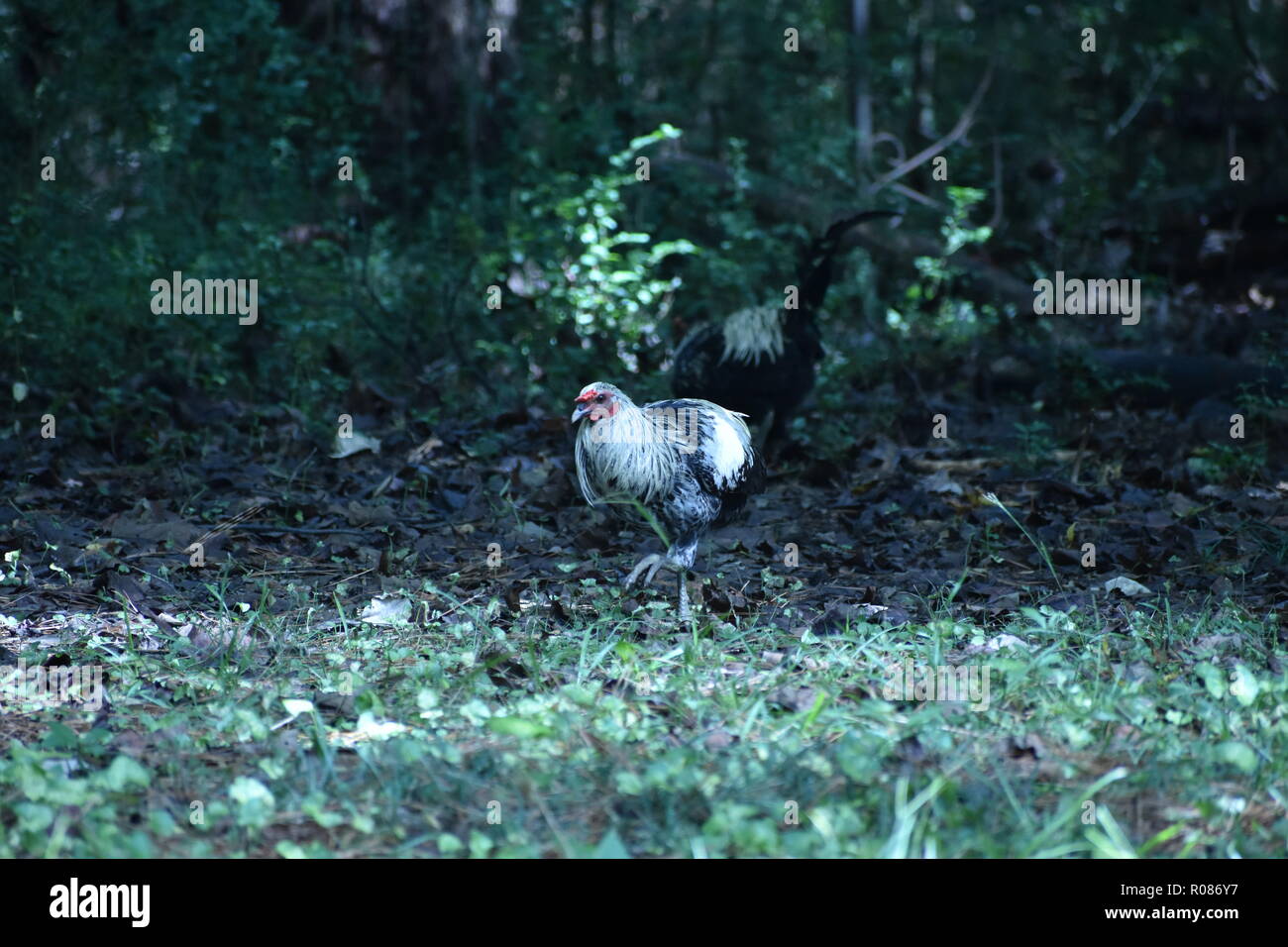 Rooster strutting wing hi-res stock photography and images - Alamy