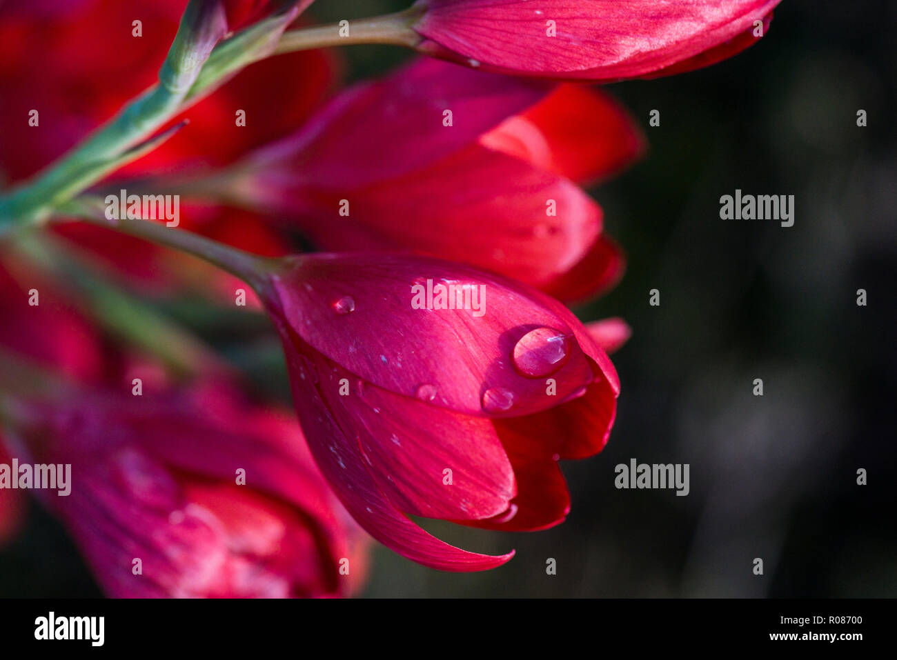 Rain drops on the petals of a crimson flag lily 'Major' (Hesperantha ...
