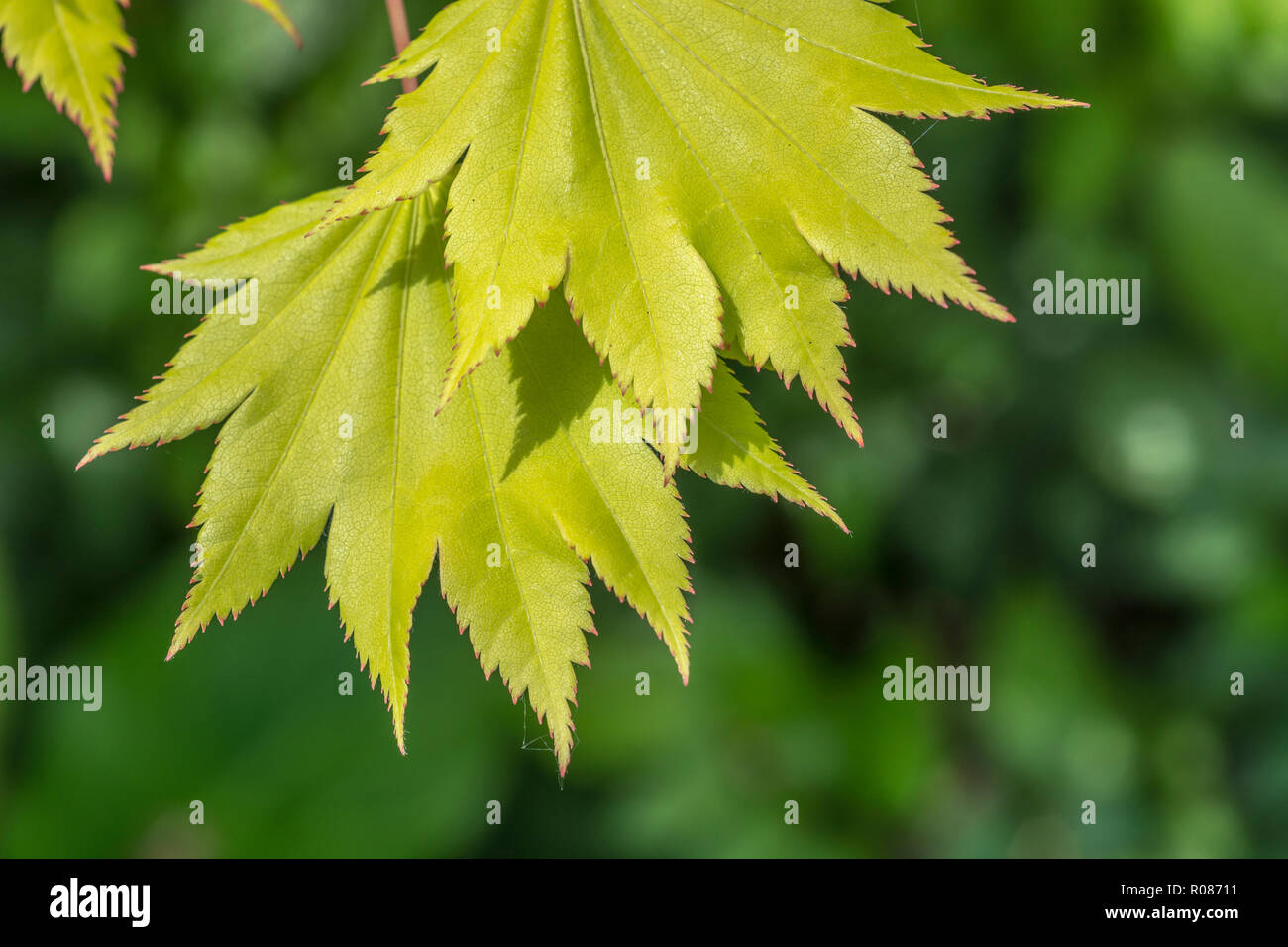 Close-up of young leaves of what is likely to be the Full Moon Maple ...