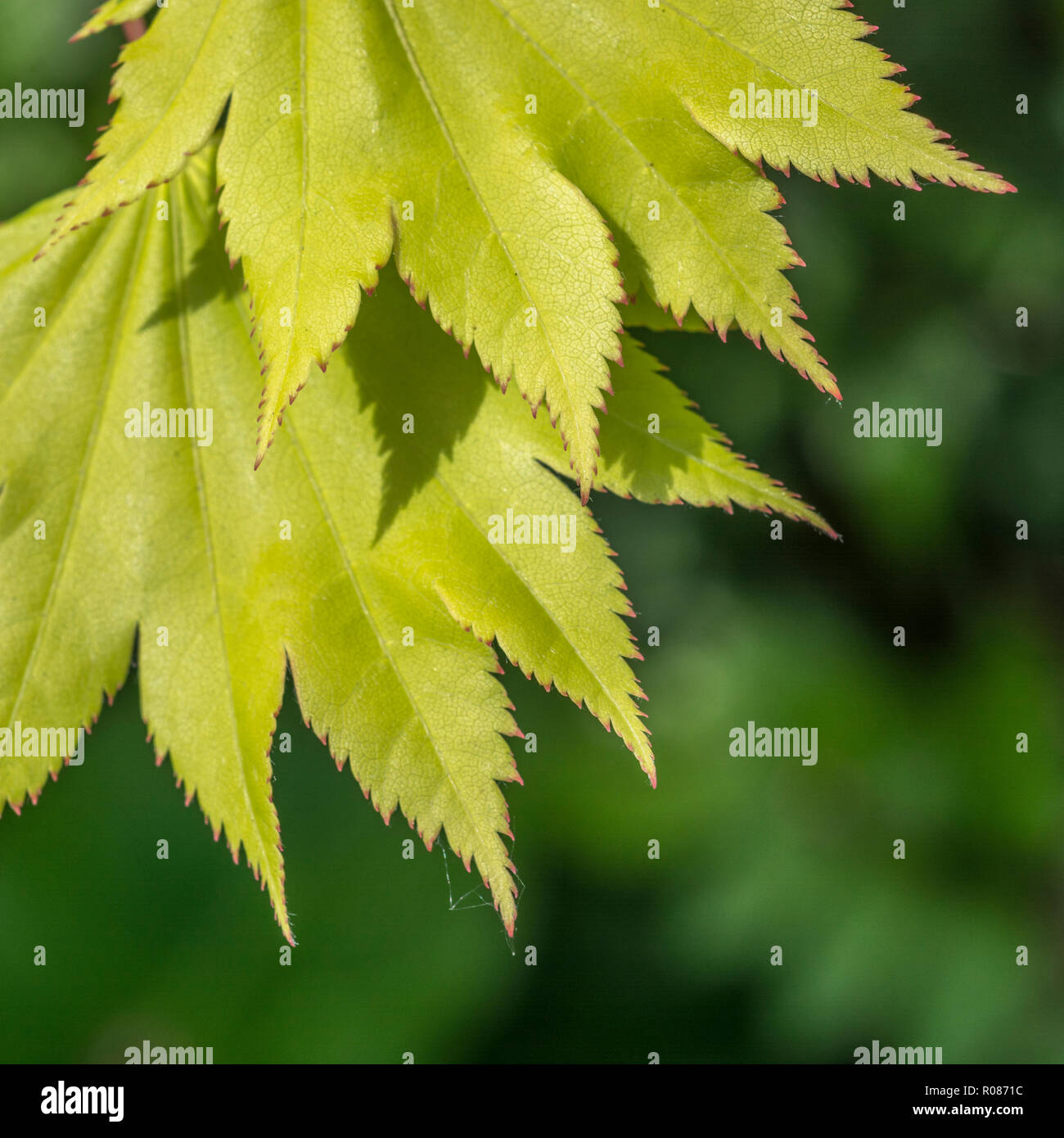 Full moon maple hi-res stock photography and images - Alamy