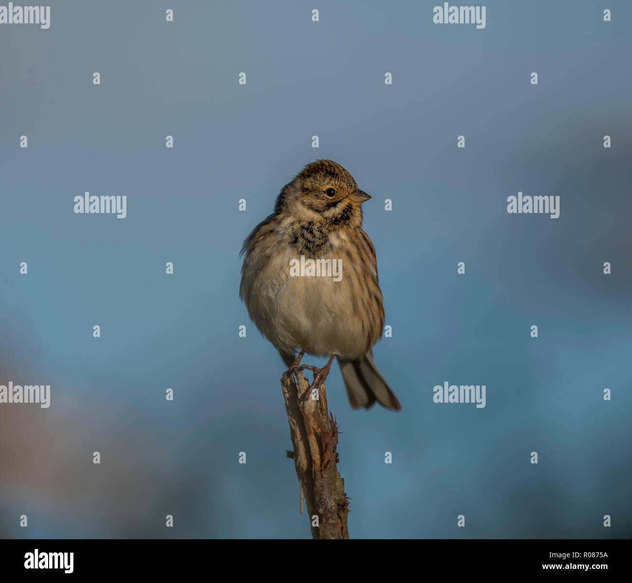 Corn bunting seeds bird hi-res stock photography and images - Alamy