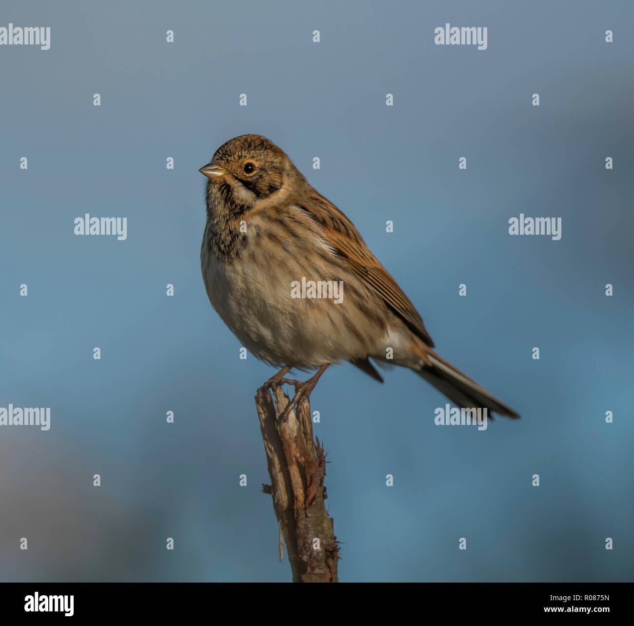 Corn family field uk hi-res stock photography and images - Alamy