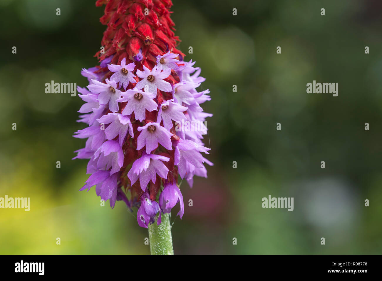 Chinese primrose hi-res stock photography and images - Alamy