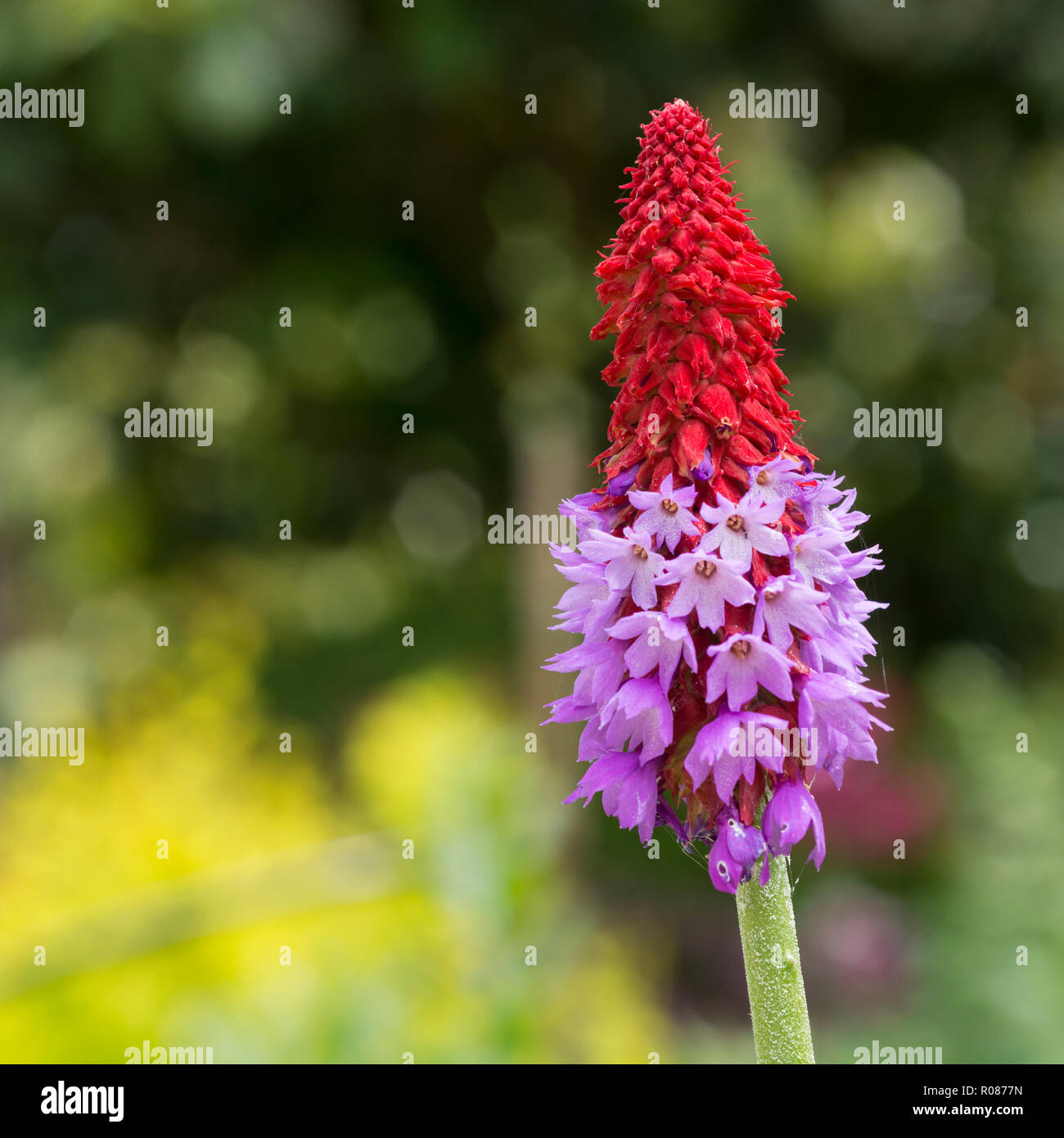 Chinese Primrose High Resolution Stock Photography and Images - Alamy