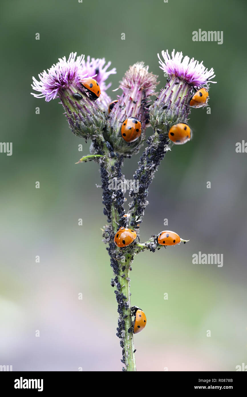 Seven-spotted ladybirds, Coccinella septempunctata. hunting for aphids ...